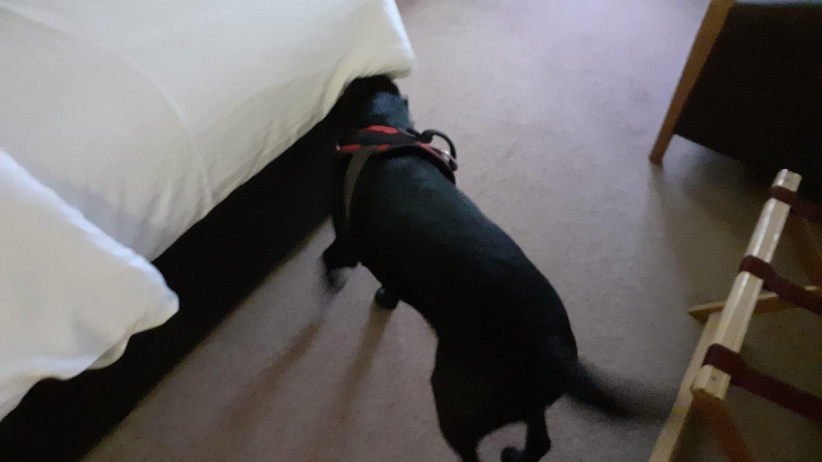 Comment fonctionne la détection canine des punaises de lit