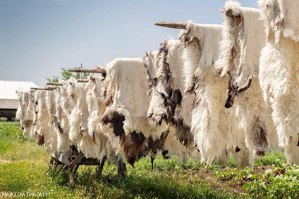 Comment se déroule le tannage des peaux de mouton
